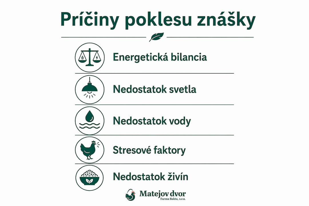 Výmena peria u hydiny: čo robiť keď nosnice prestanú niesť – Matejov Dvor