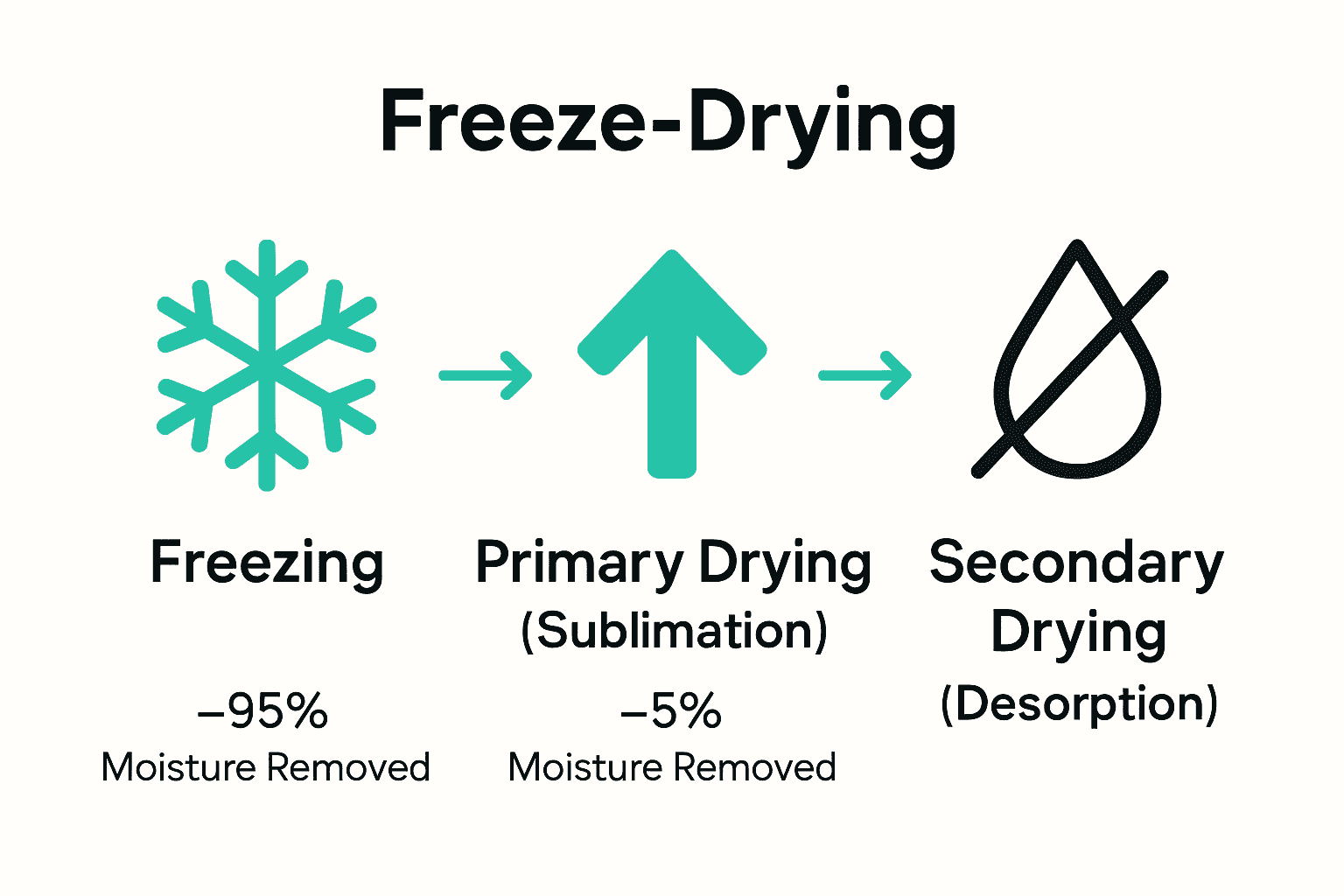Lyophilization Process: Everything You Need to Know – Spaceman